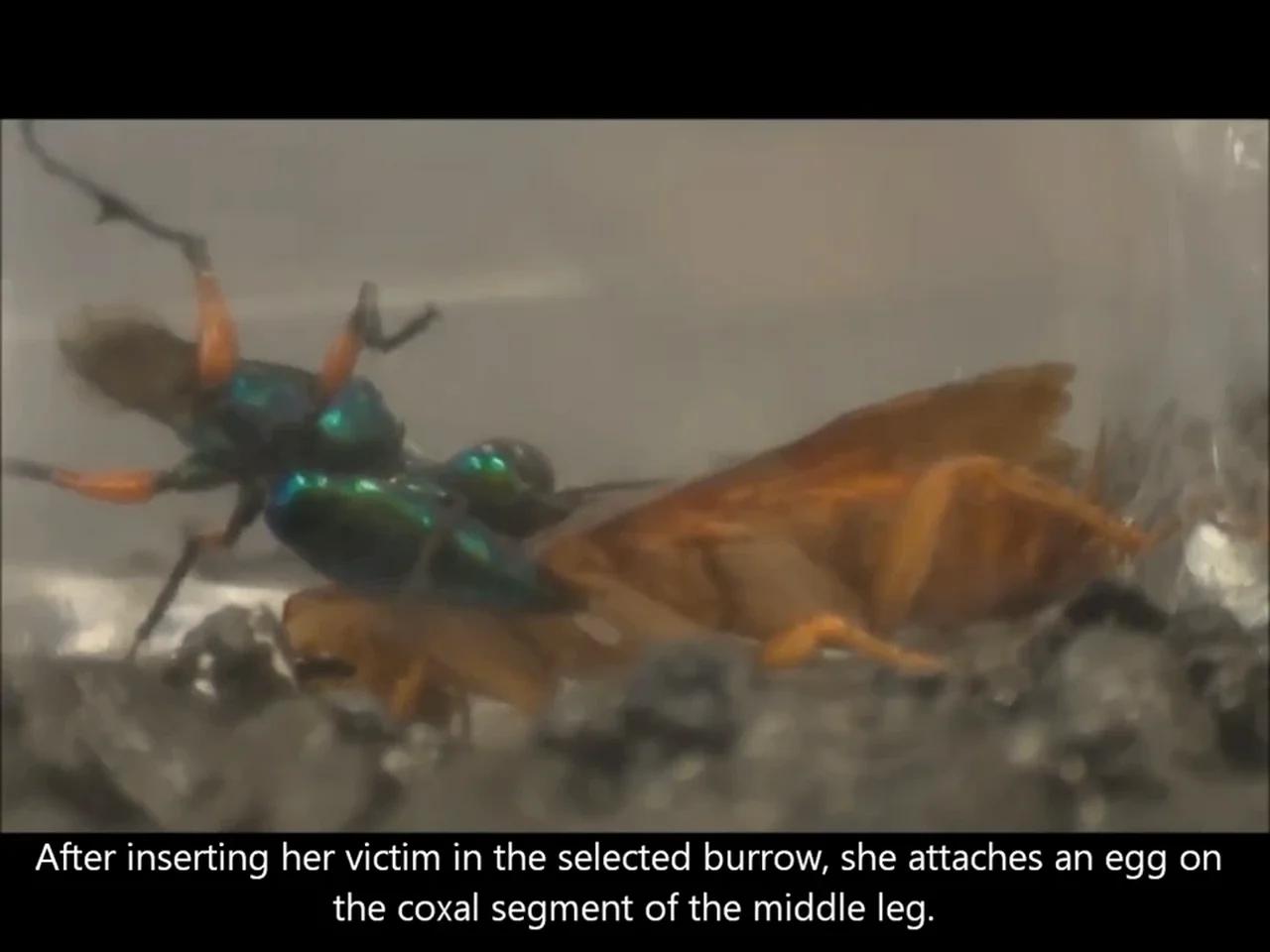 Neuro parasitogy of the Jewel Wasp and its Zombie Cockroach Host