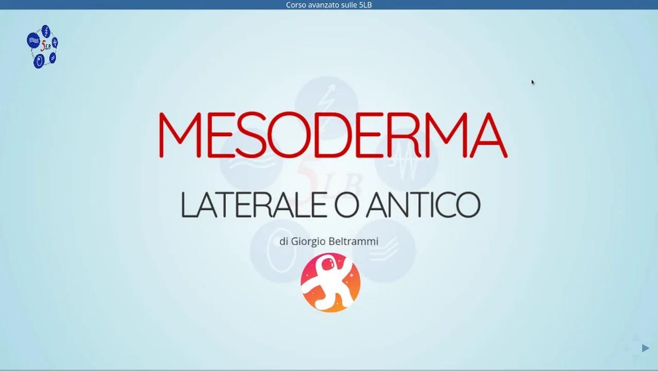 Mesoderma Laterale o Antico