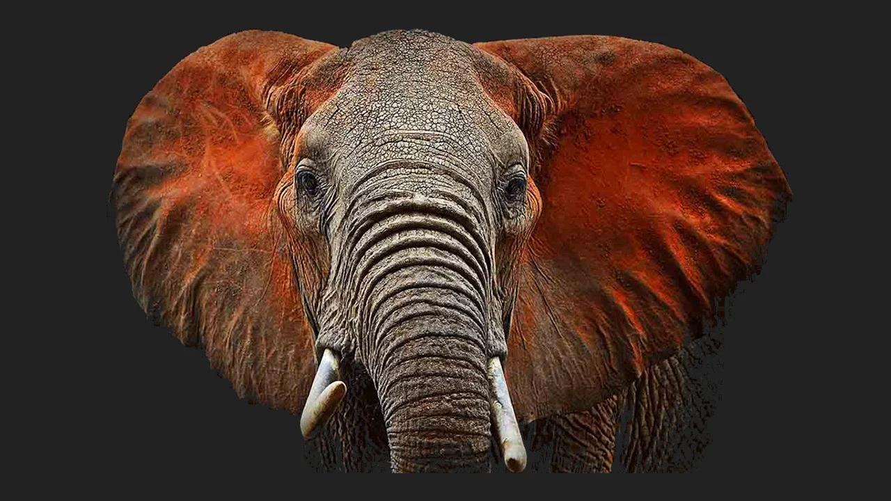 The Sentient World Simulation