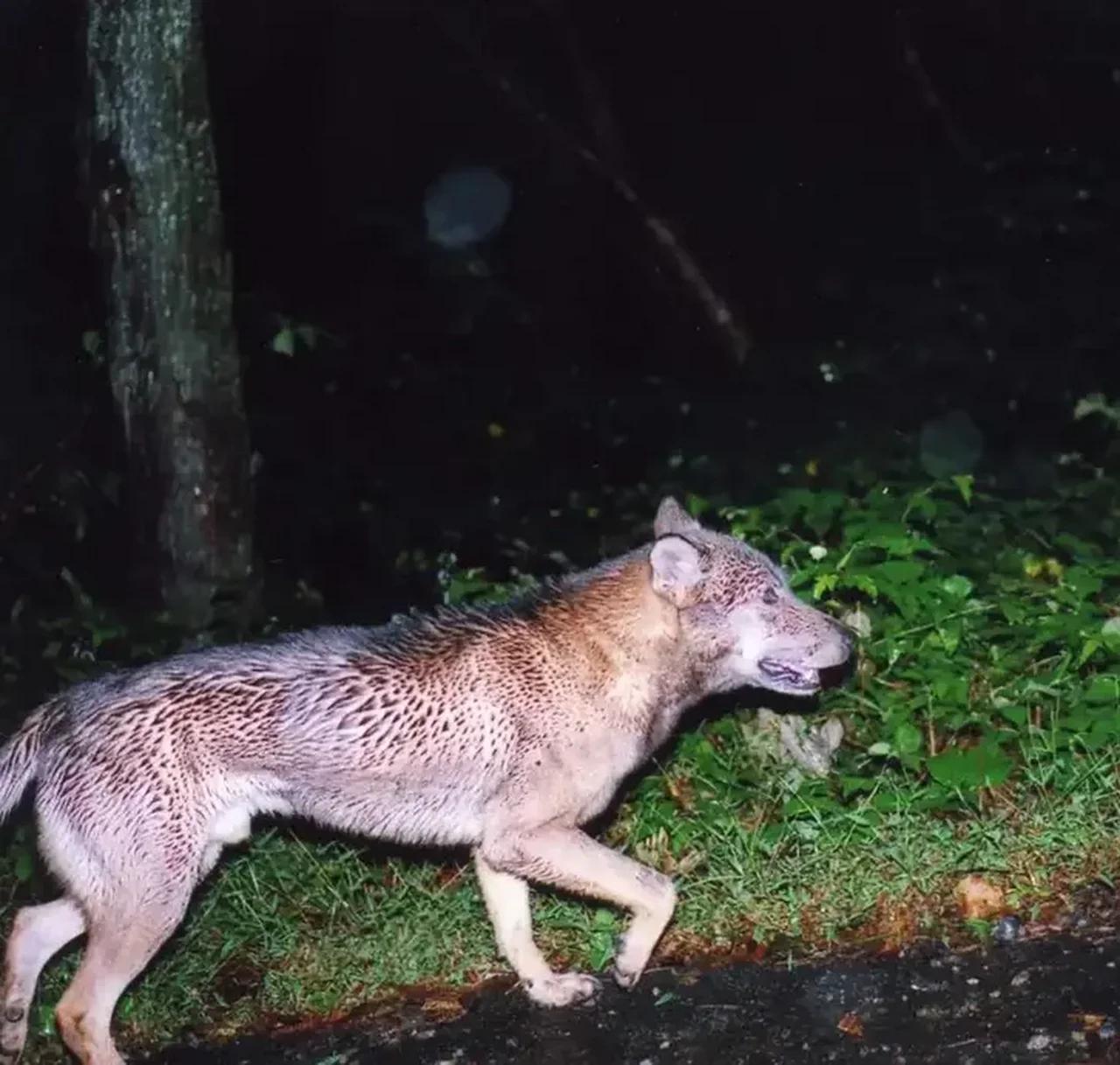 Japanese Wolf