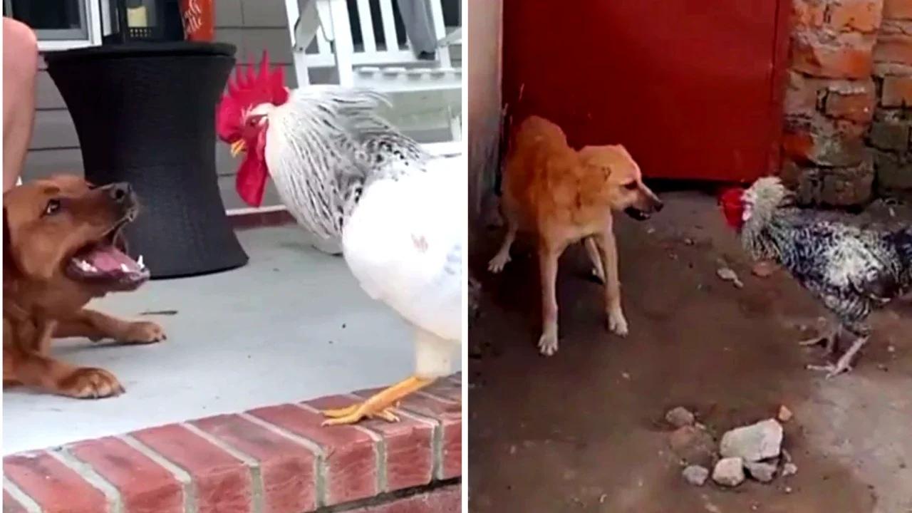 Dog vs Chicken Fight 5 😍 Funny Dogs Video Compilation | cute petz - EP 7