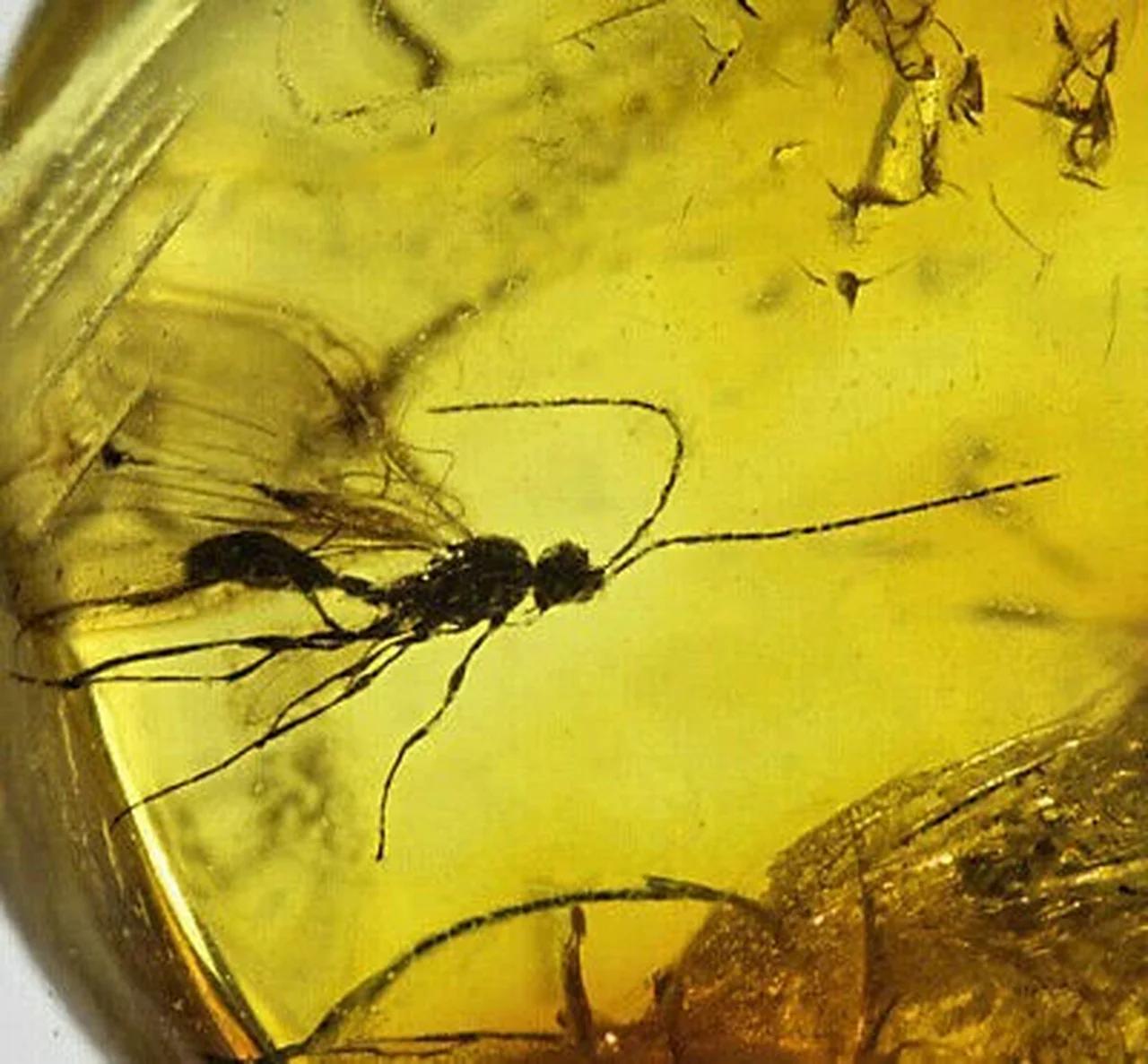 A Tour of Some of My Favorite Fossil Specimens Part 3