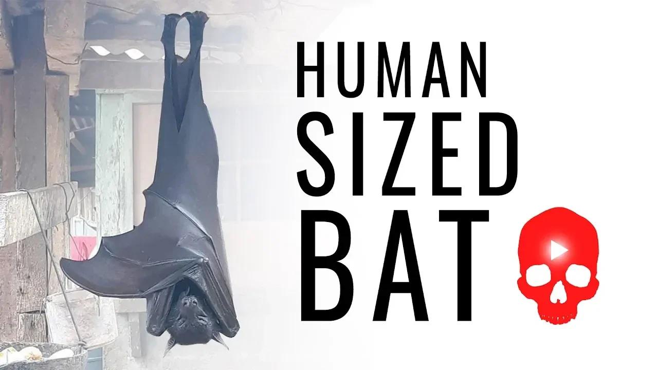Picture of 'human-sized bat' from the Philippines goes viral