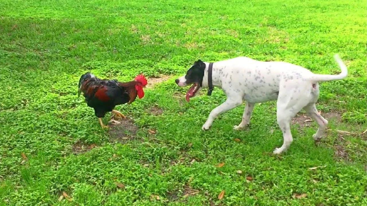 Dog vs Chicken Fight 17 😍 Funny Dogs Video Compilation | cute petz - EP 19