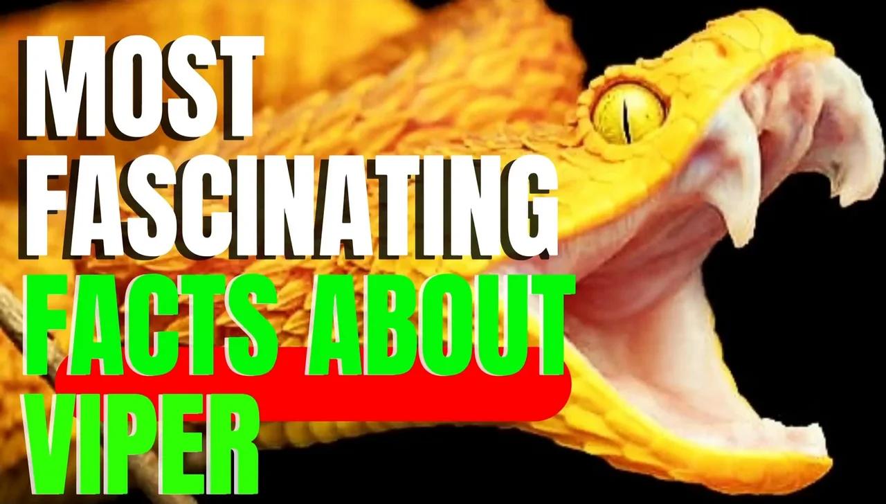 Fascinating Facts about Pit Viper
