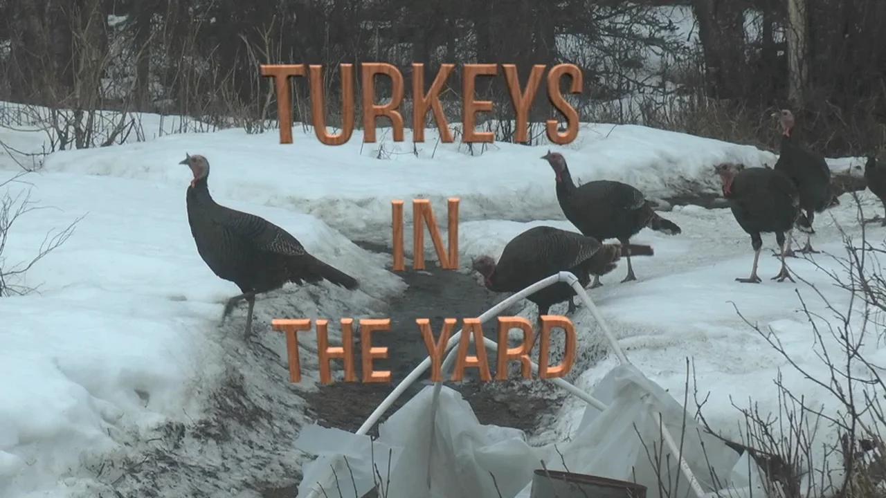 Turkeys