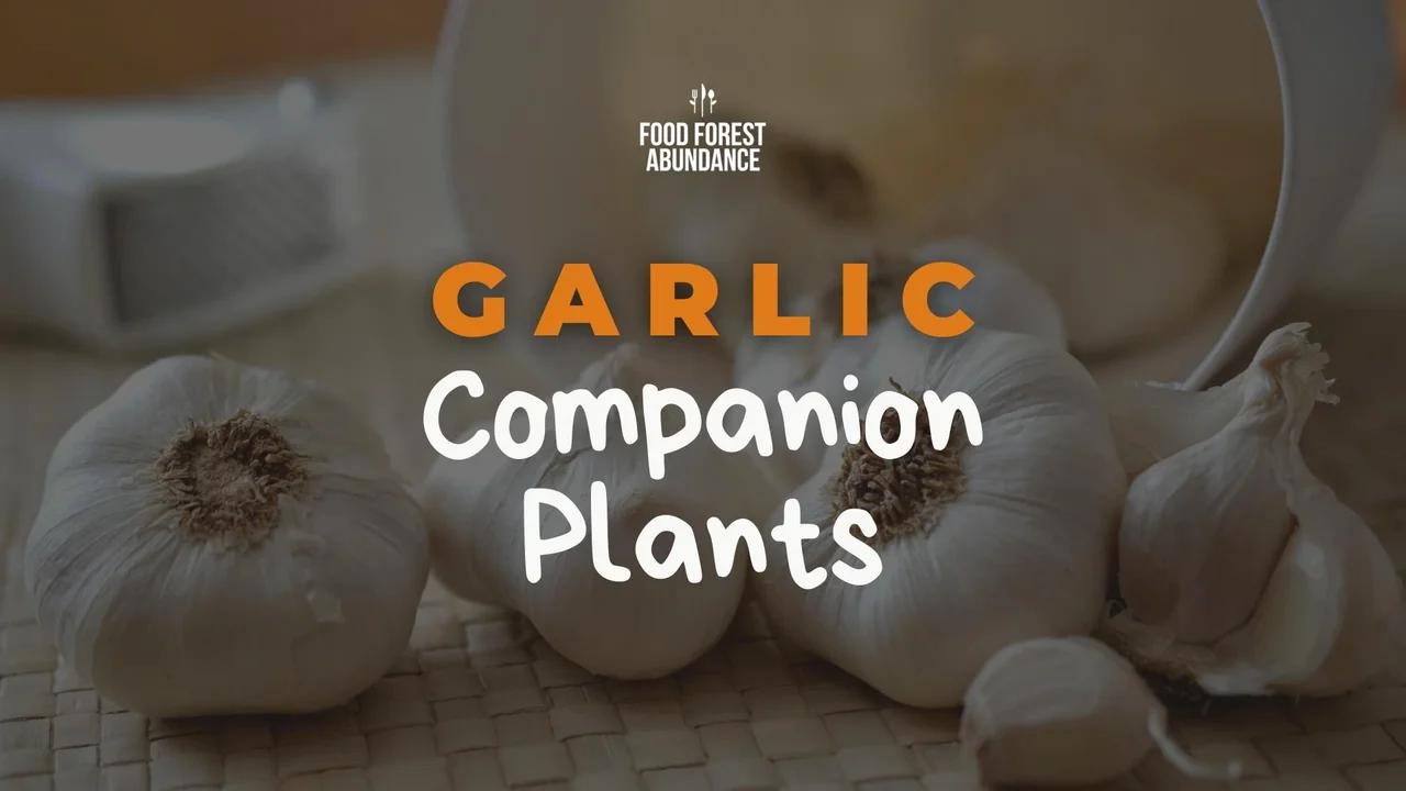 Garlic Companion Planting