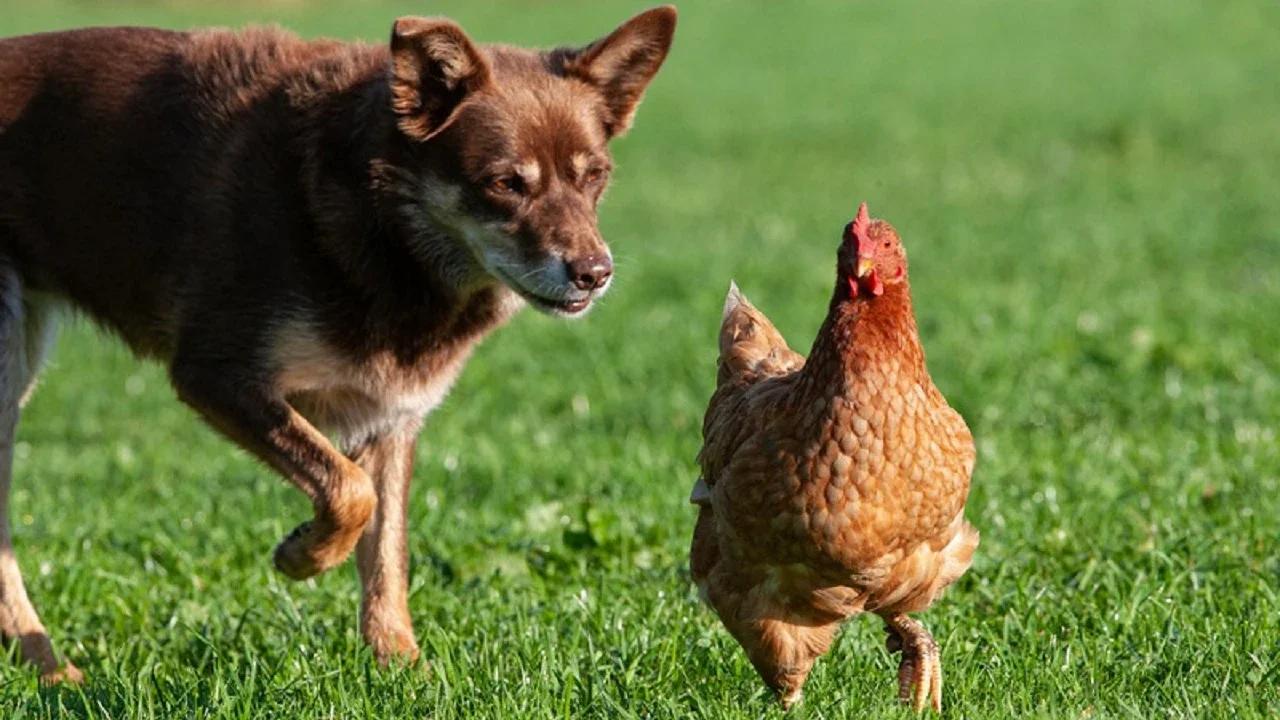 Dog vs Chicken Fight 2 😍 Funny Dogs Video Compilation | cute petz - EP 4