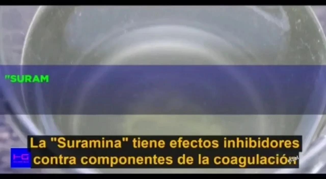 SURAMINA - Infusión de aguja de Pino.