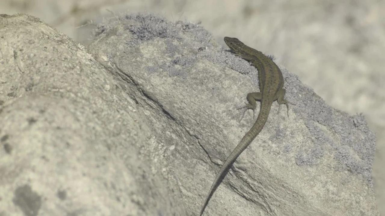 Infrared Photo - lizard