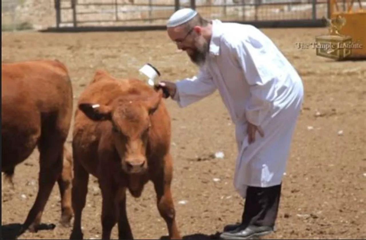 The Red Heffer (CLIP)