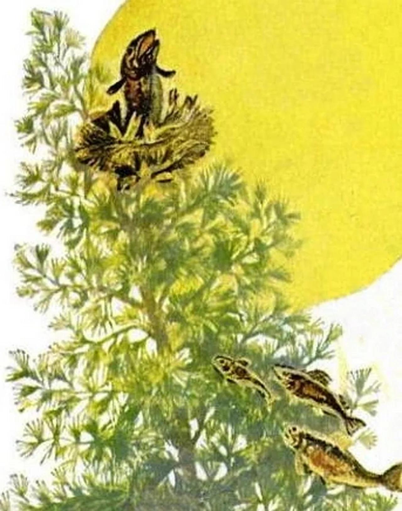 Upland Trout