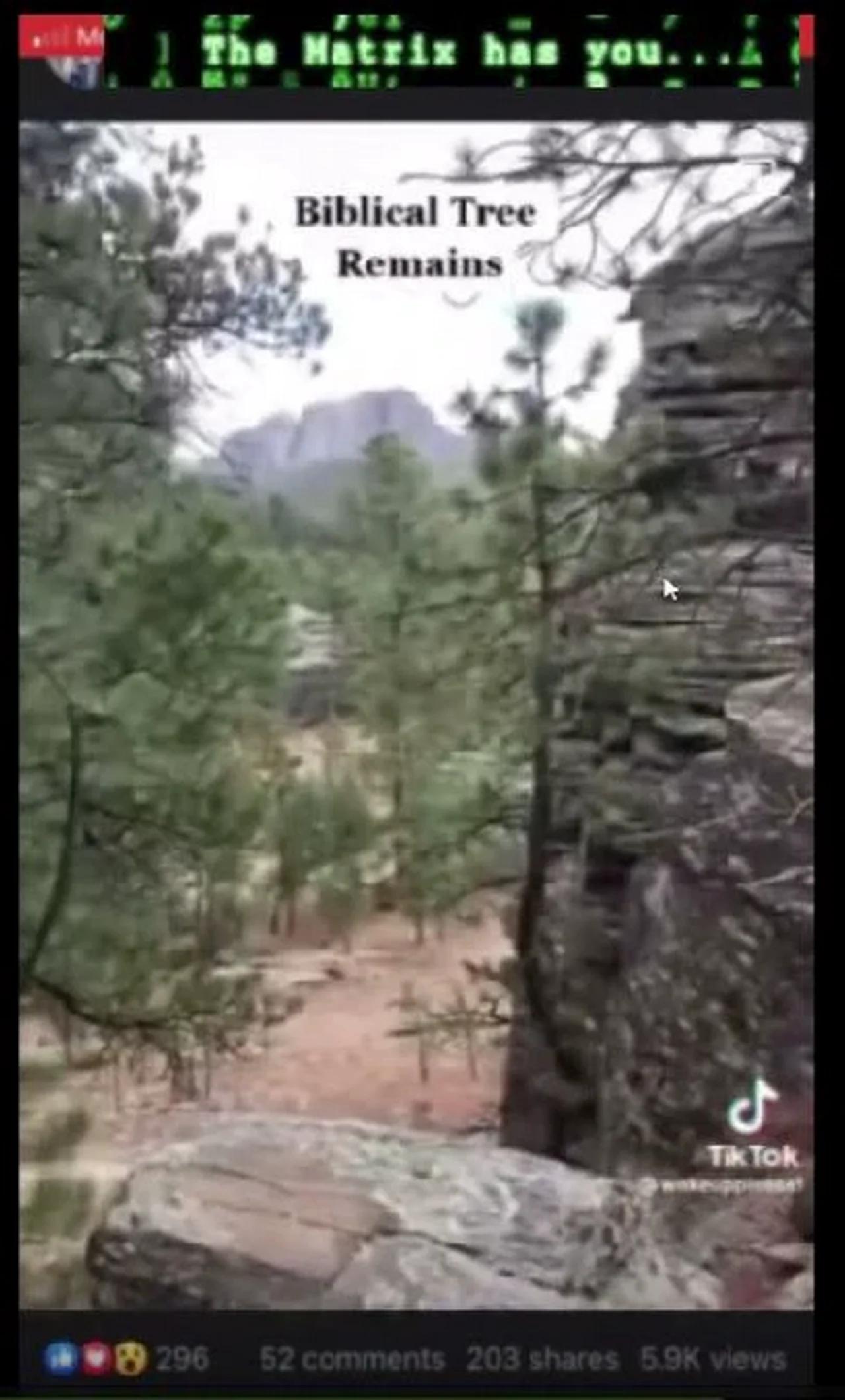 ANCIENT TREES_ INSTANT DENIAL & COGNITIVE DISSONANCE