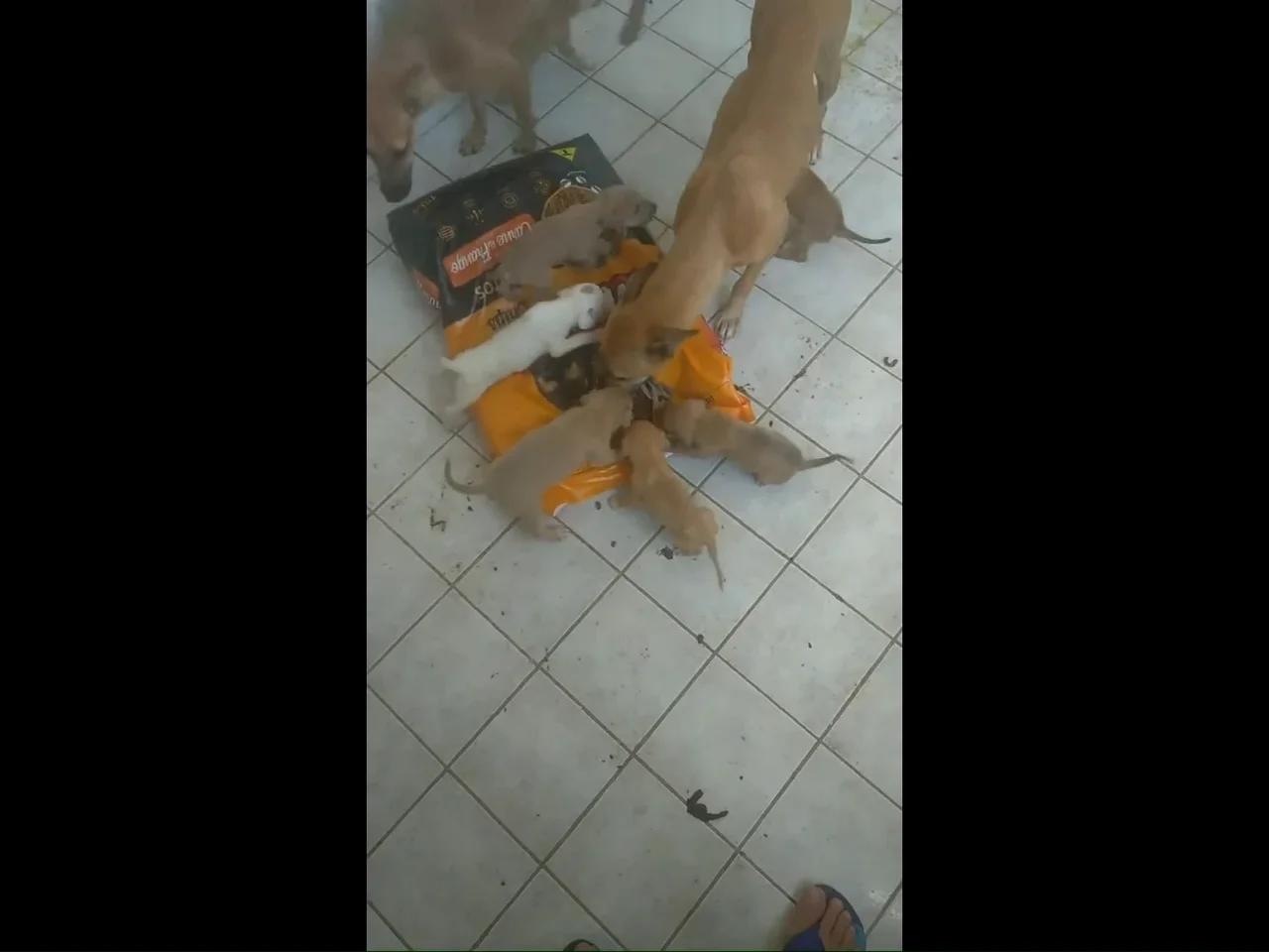 Frederic Roger compra SACO DE RAÇÃO FIADO e MOSTRA os NOVOS FILHOTES da ...