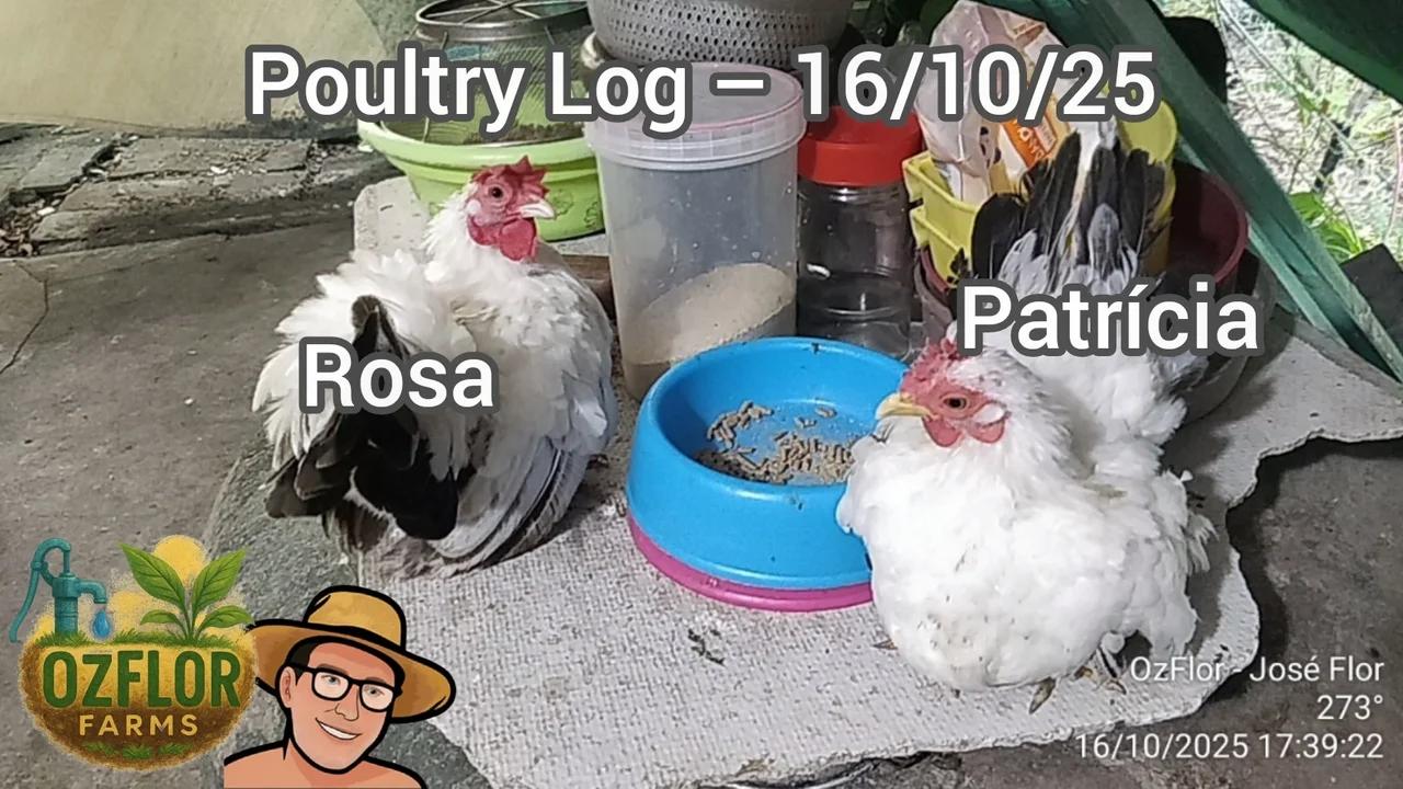 🐓 Poultry Log – 16/10/25