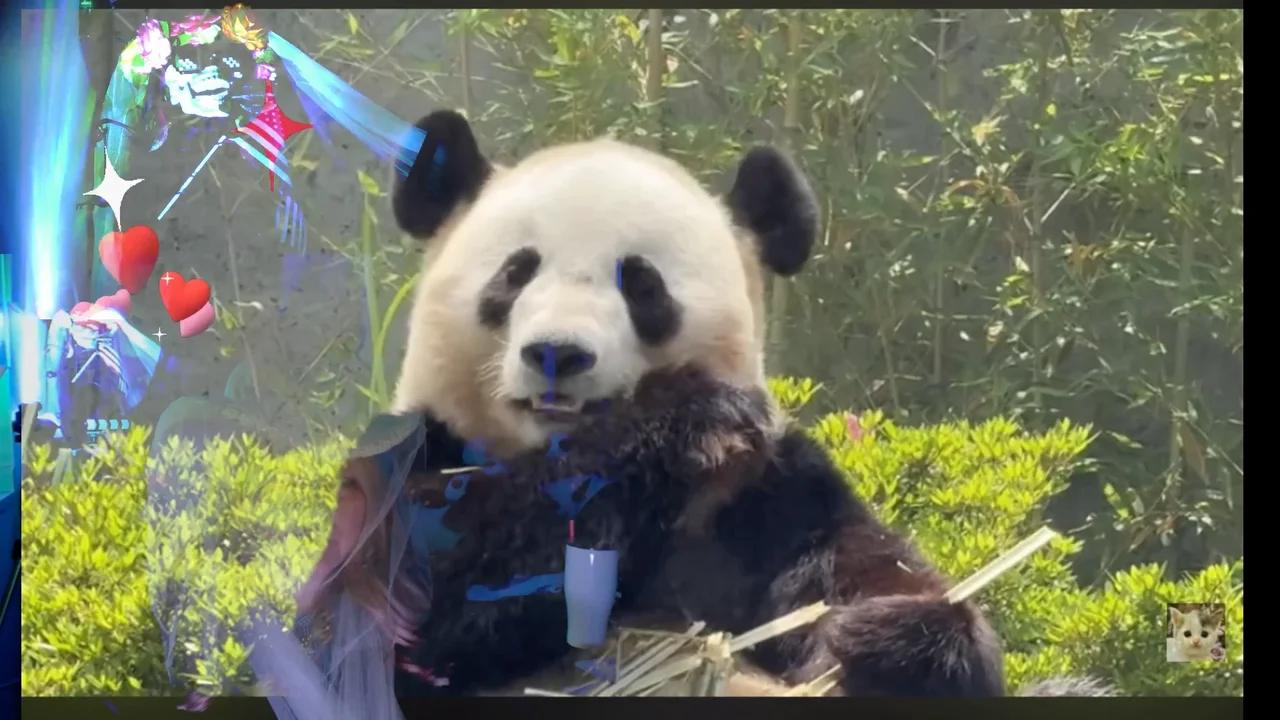 PandasillyO Visits Virtual Japan to say Goodbye to Pandas