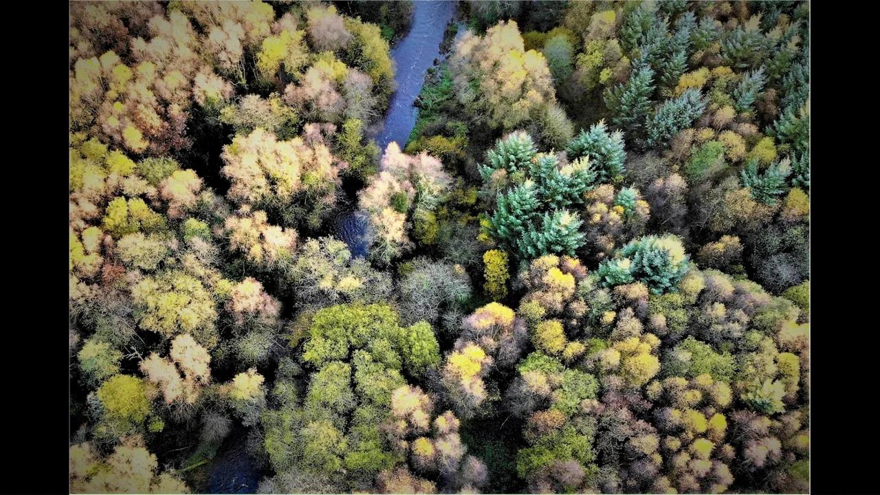 Tomnafinnoge Woods (Ireland's Last Remnant of intact Oak forest)