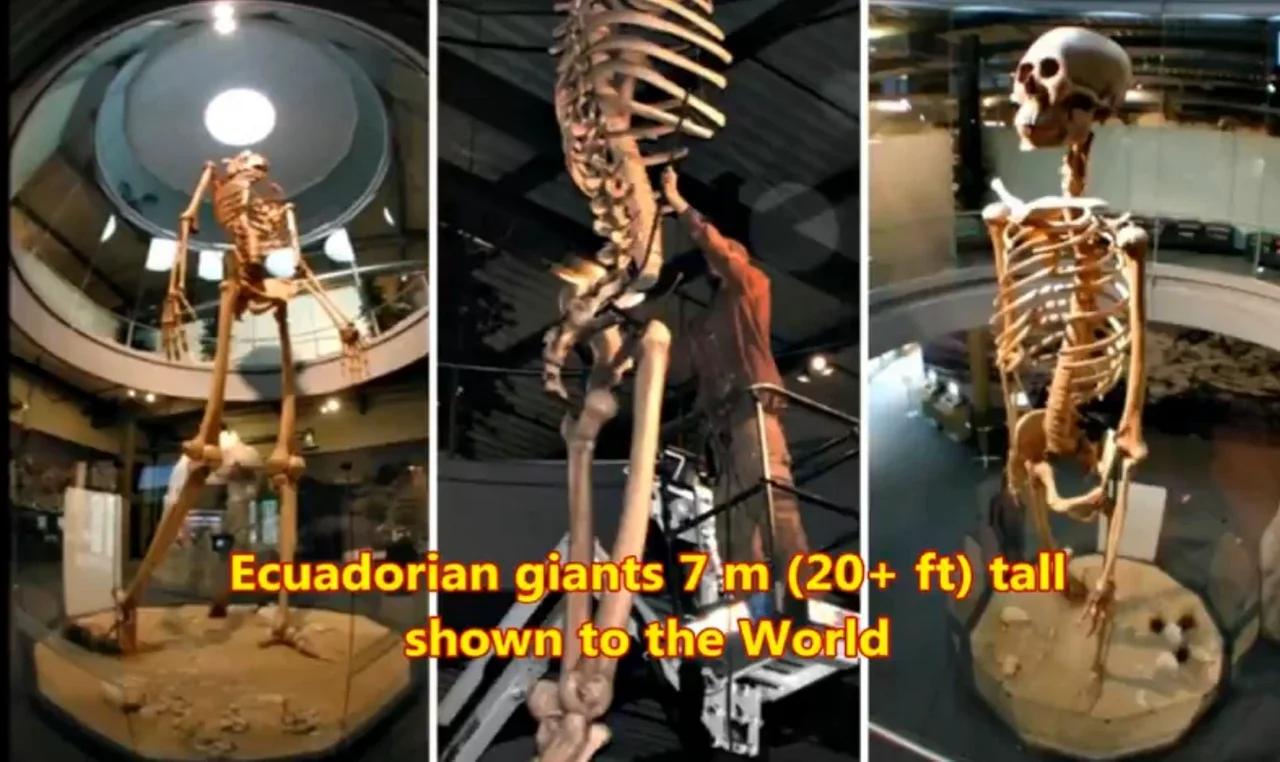 20+ Foot Tall Ancient Giant Skeletons On Exhibit for the World to See ...