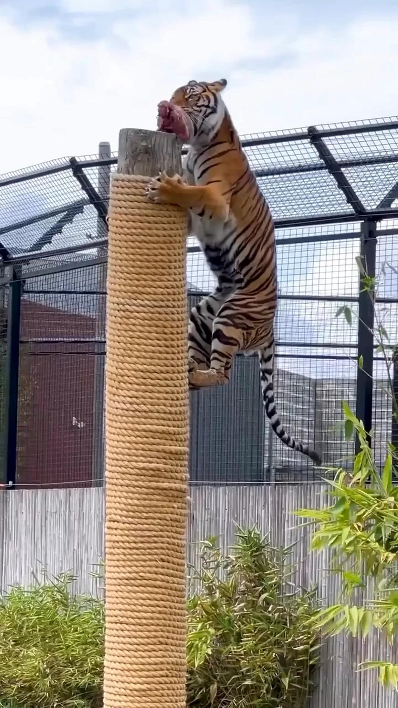 Tiger Scratching Post