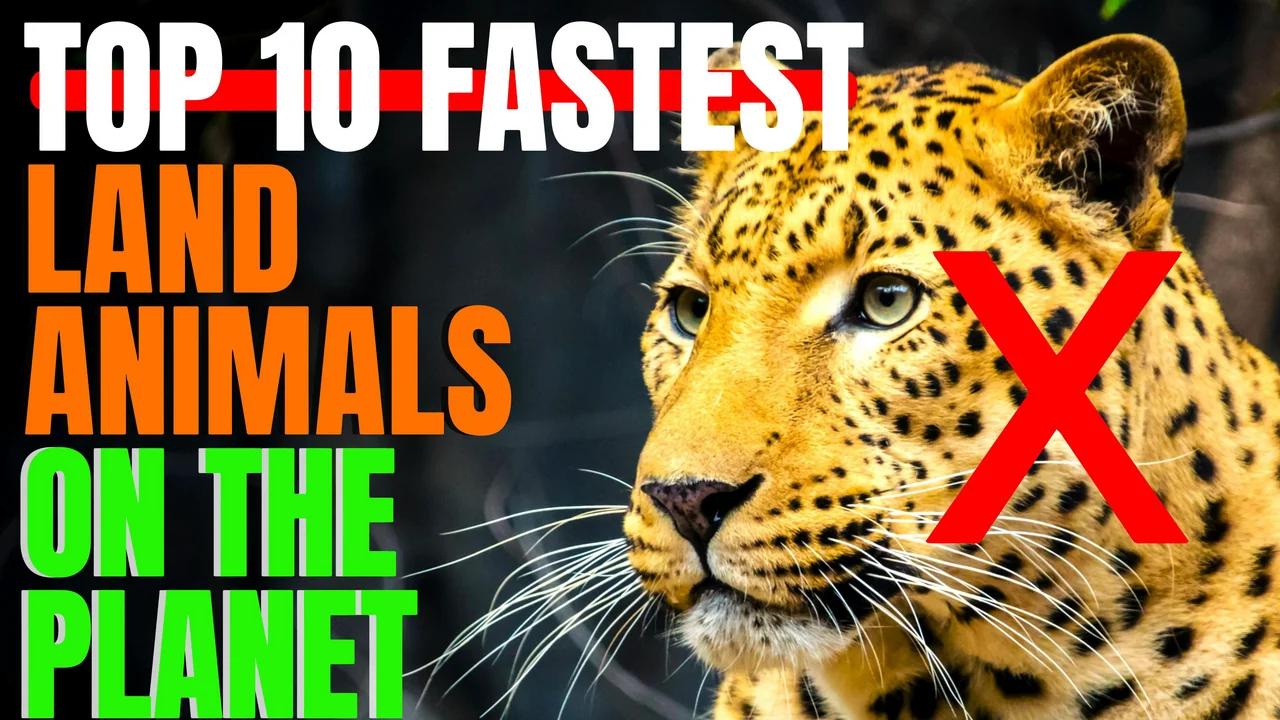 Fastest Animal on the Planet
