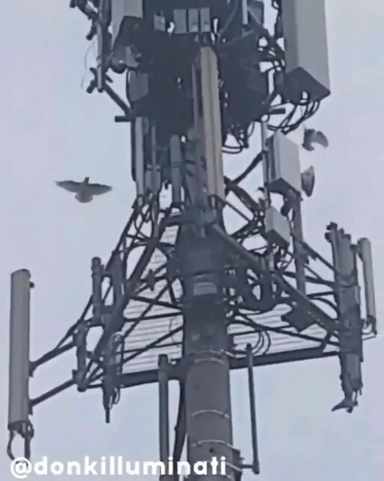 Birds Attack 5G Tower