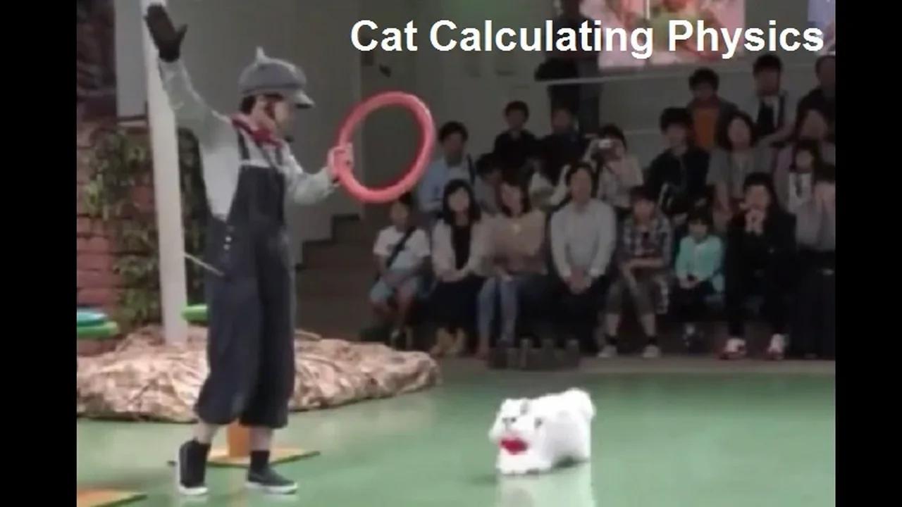 Cat Calculating Physics