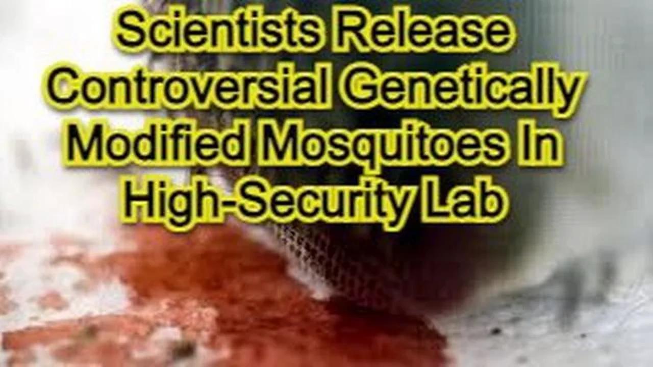 Scientists Release Controversial Genetically Modified Mosquitoes In ...
