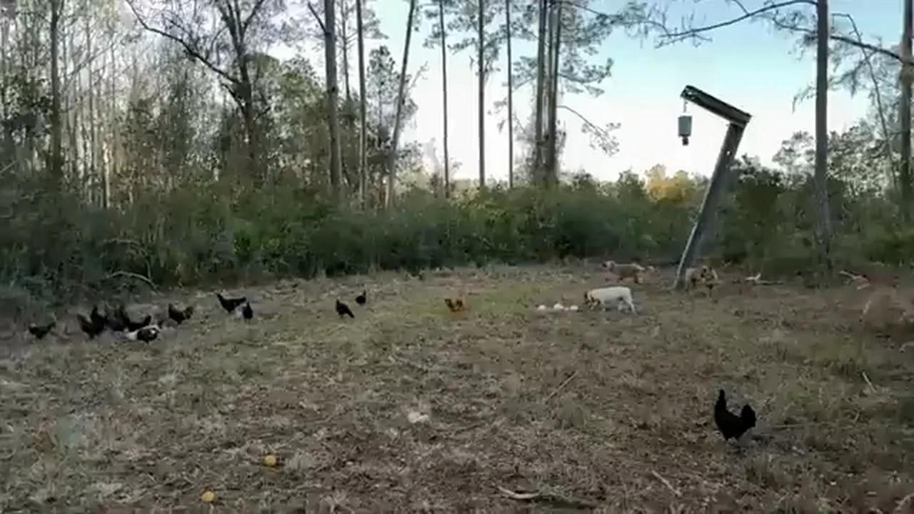 SELF-SUSTAINING POULTRY - Ultimate Free-Range Survival Chickens