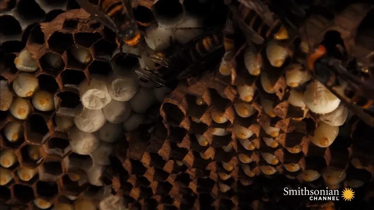 The Extraordinary Life Cycle of a Hornet Colony