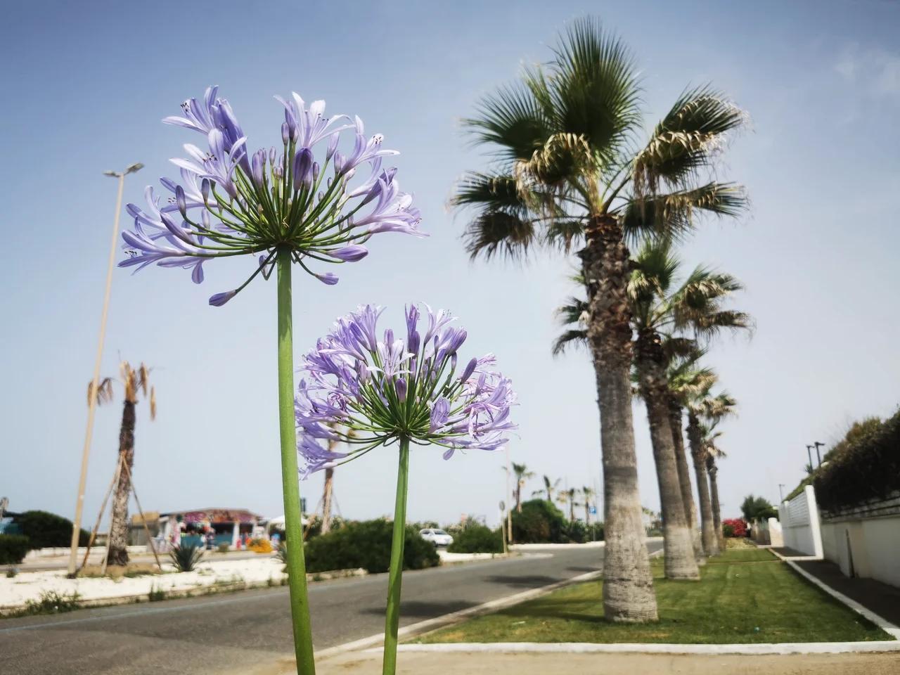 Etappe 73 22.6.23 Ladispoli nach Fregene