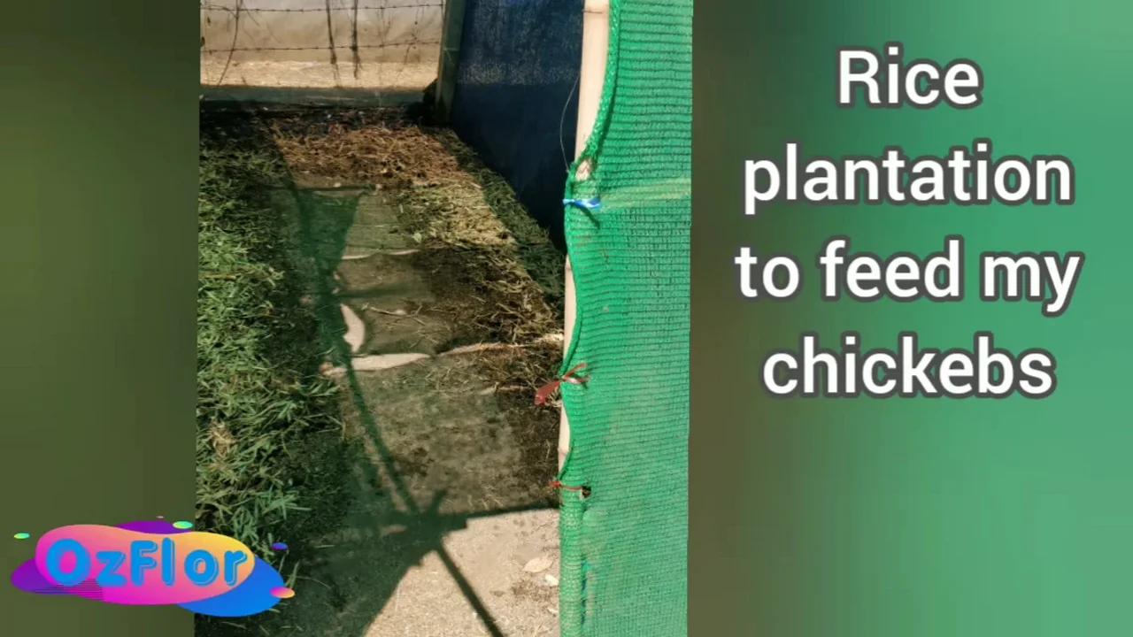Creating Chicken Forage: A Step-by-Step Guide