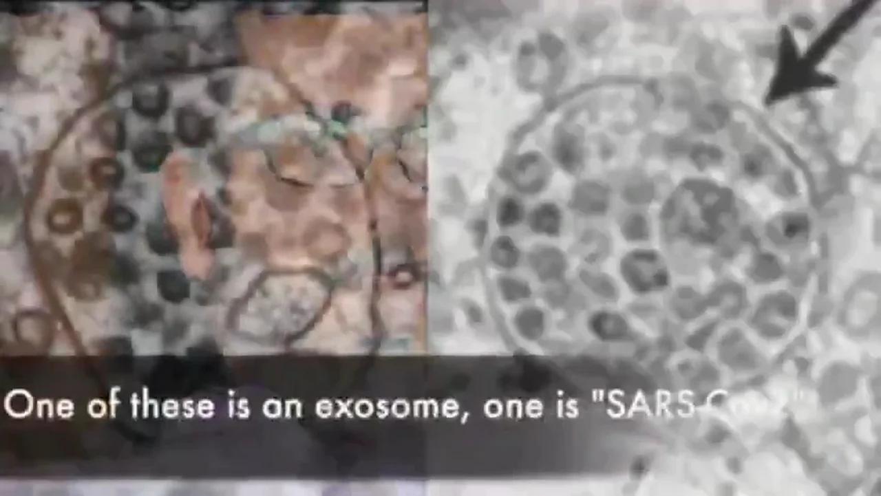 The Viral Delusion - Part 1 - Behind the Pandemic Curtain