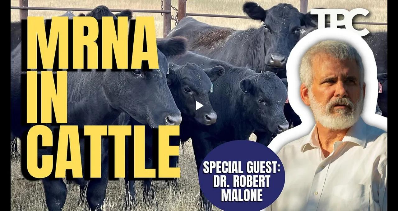 Cattle mRNA | Dr. Robert Malone