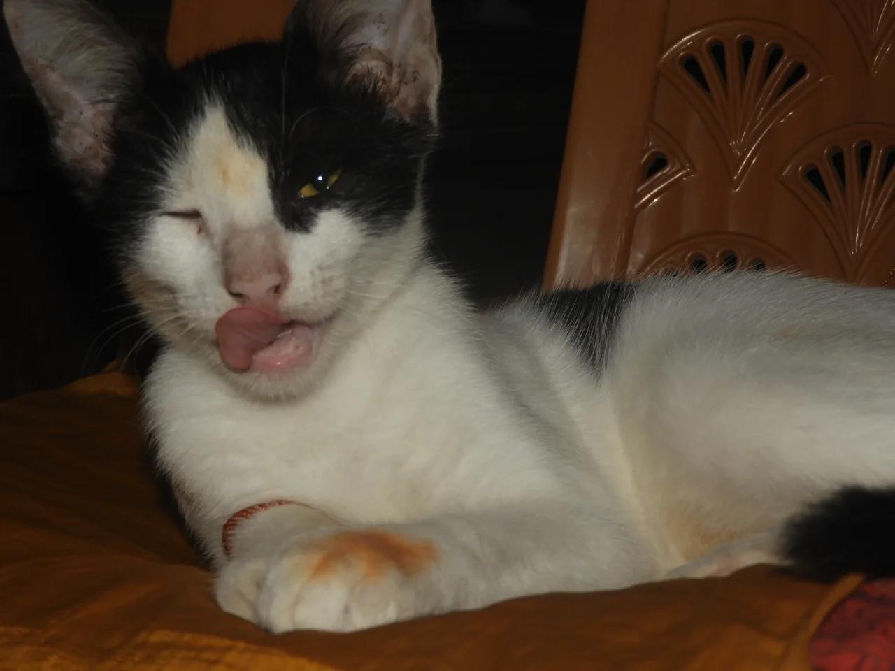 Cat Comedy Central: The Ultimate Funny Cat Video