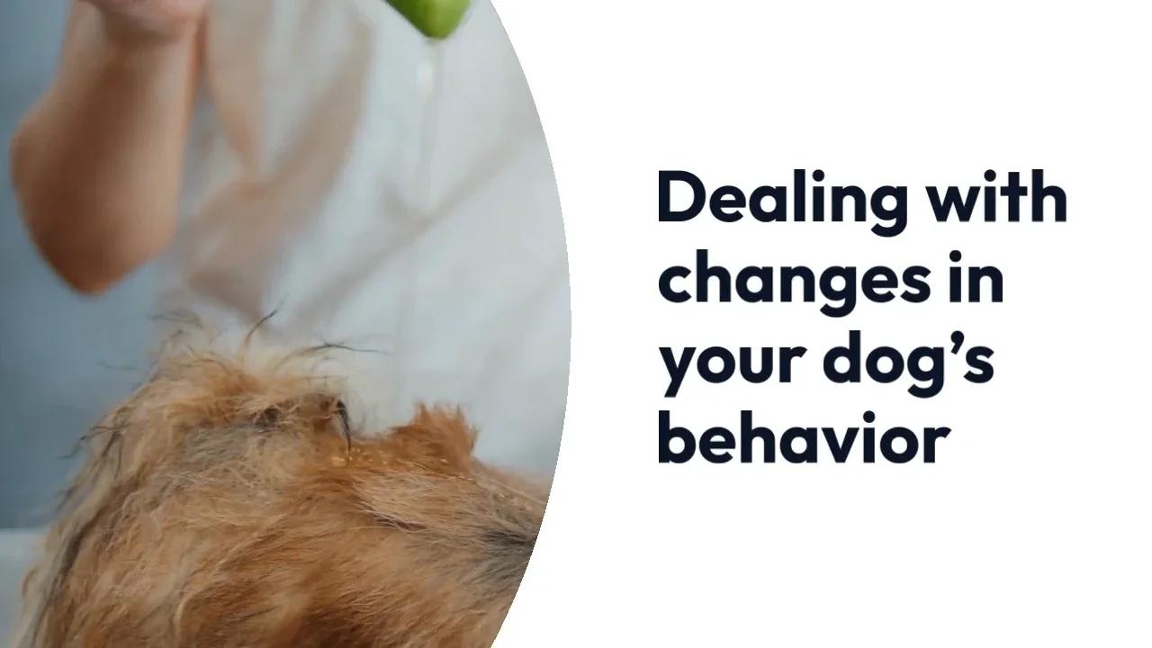Dealing with changes in your dog’s behavior
