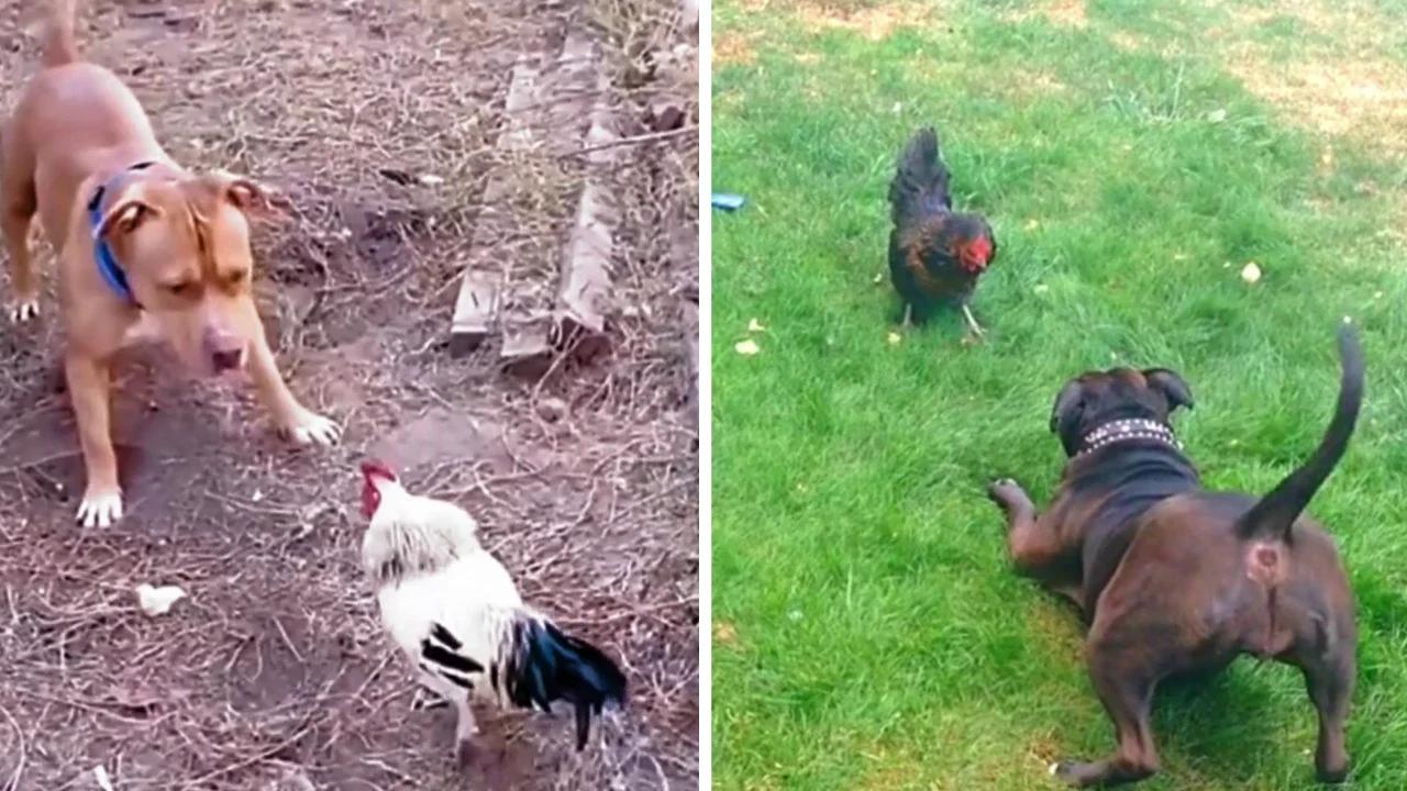 Dog vs Chicken Fight 4 😍 Funny Dogs Video Compilation | cute petz - EP 6