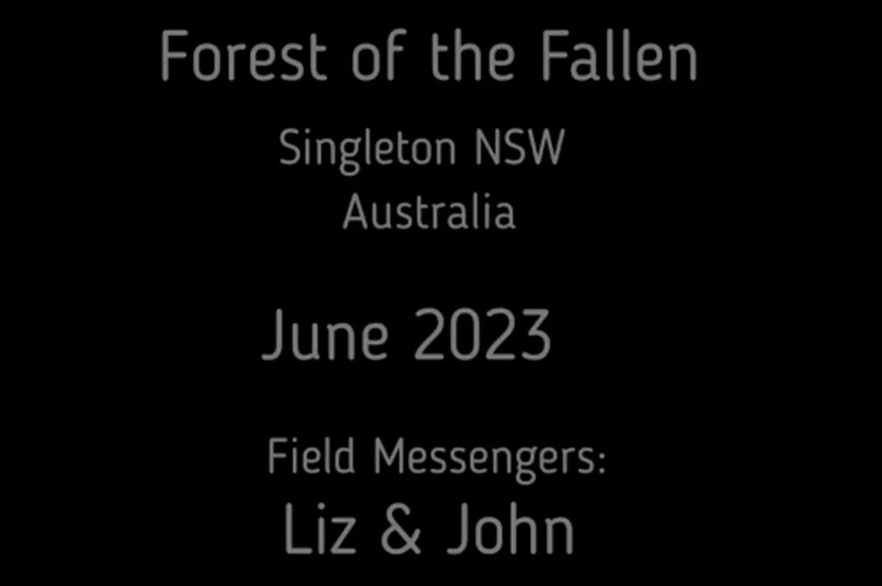 Forest of the Fallen ||| Singleton NSW