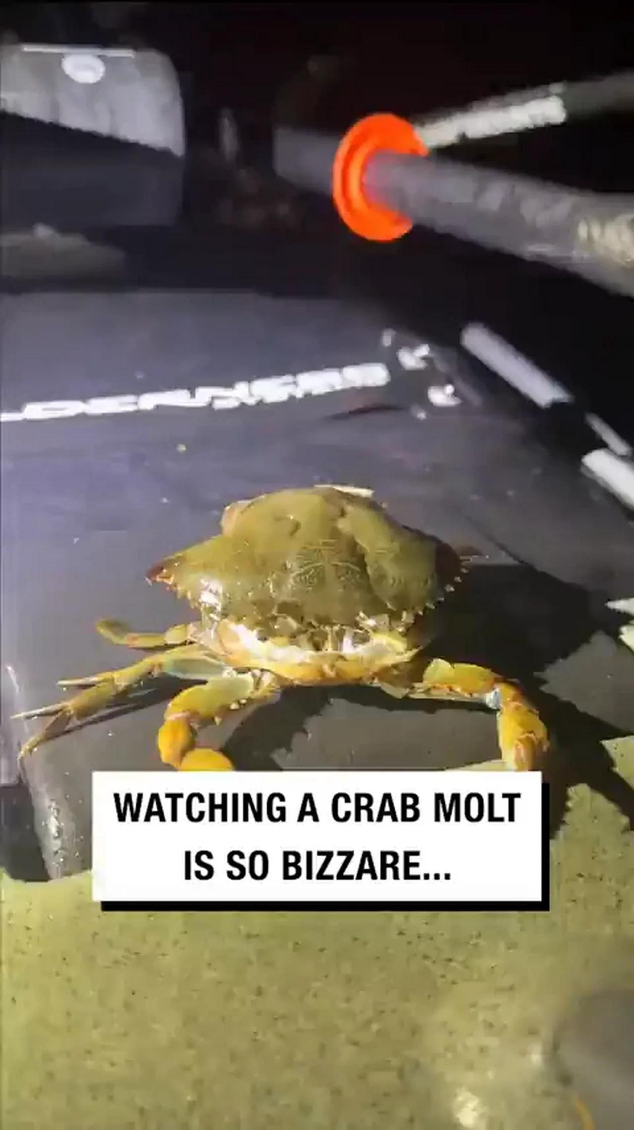 Crab molt