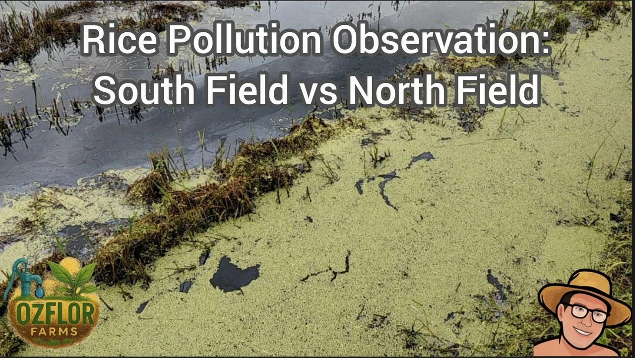 South and North Rice Fields – Hidden Pollution in Plain Sight