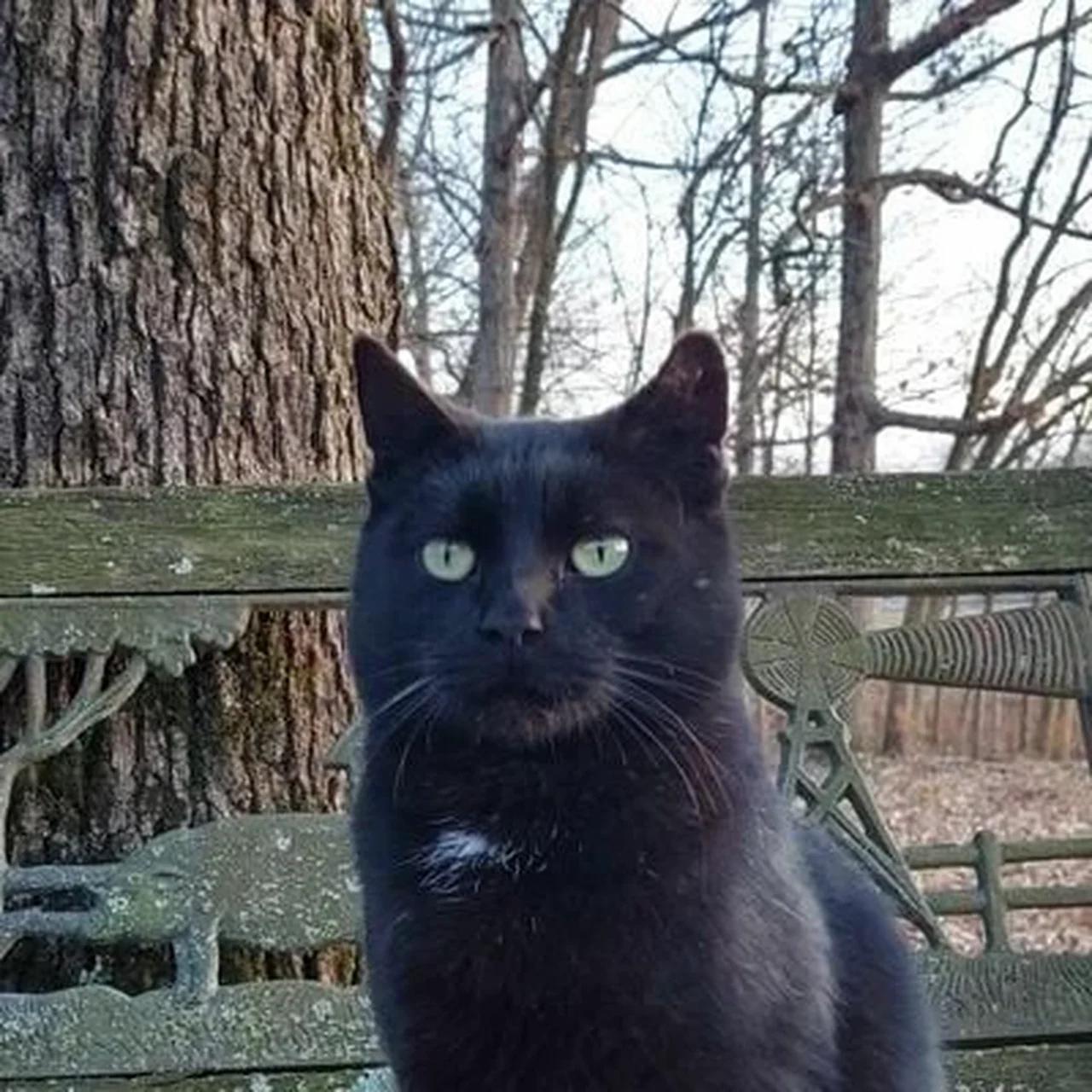 Charlie The Cat