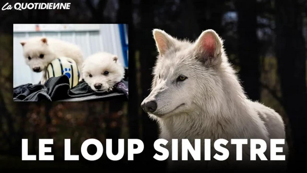 EPISODE 931_LE LOUP SINISTRE
