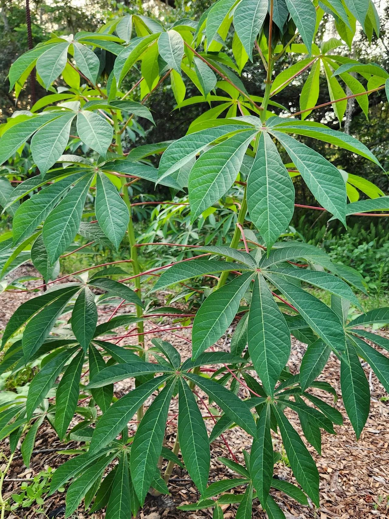 Florida Plant Profile #1_ Cassava