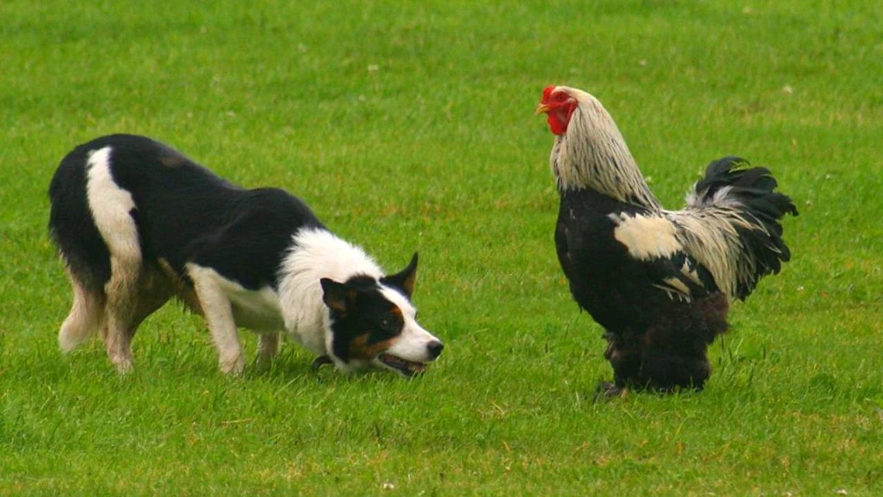 Dog vs Chicken Fight 8 😍 Funny Dogs Video Compilation | cute petz - EP 10