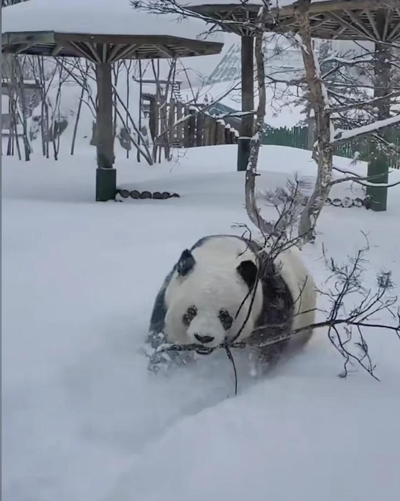 The giant panda playing in the snow - innocent and adorable