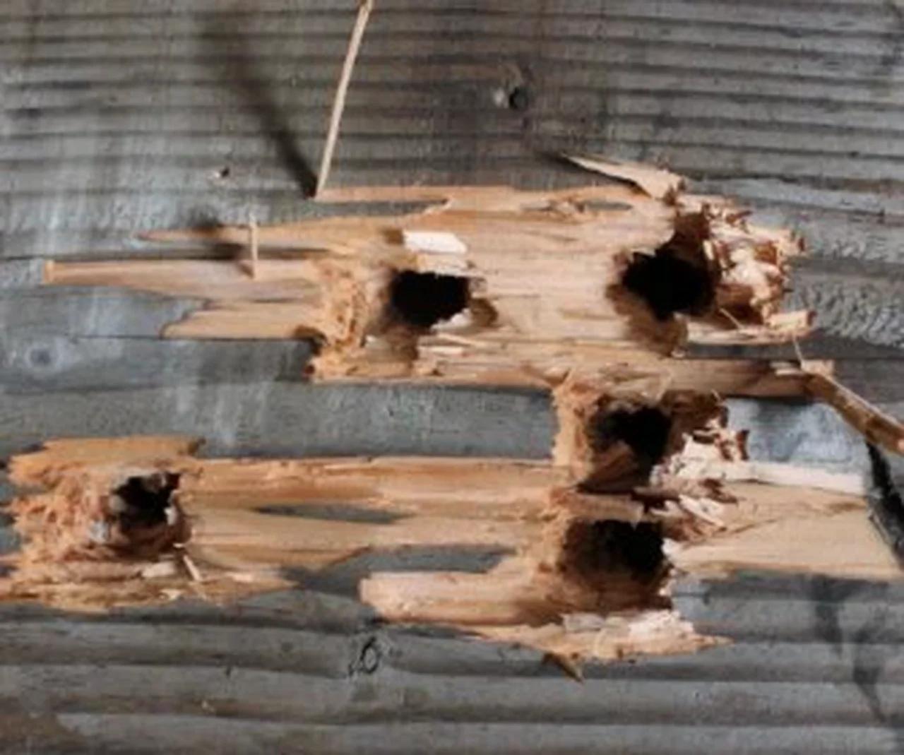 Home loaded slug shells using homemade primers, slugs and gun cotton.