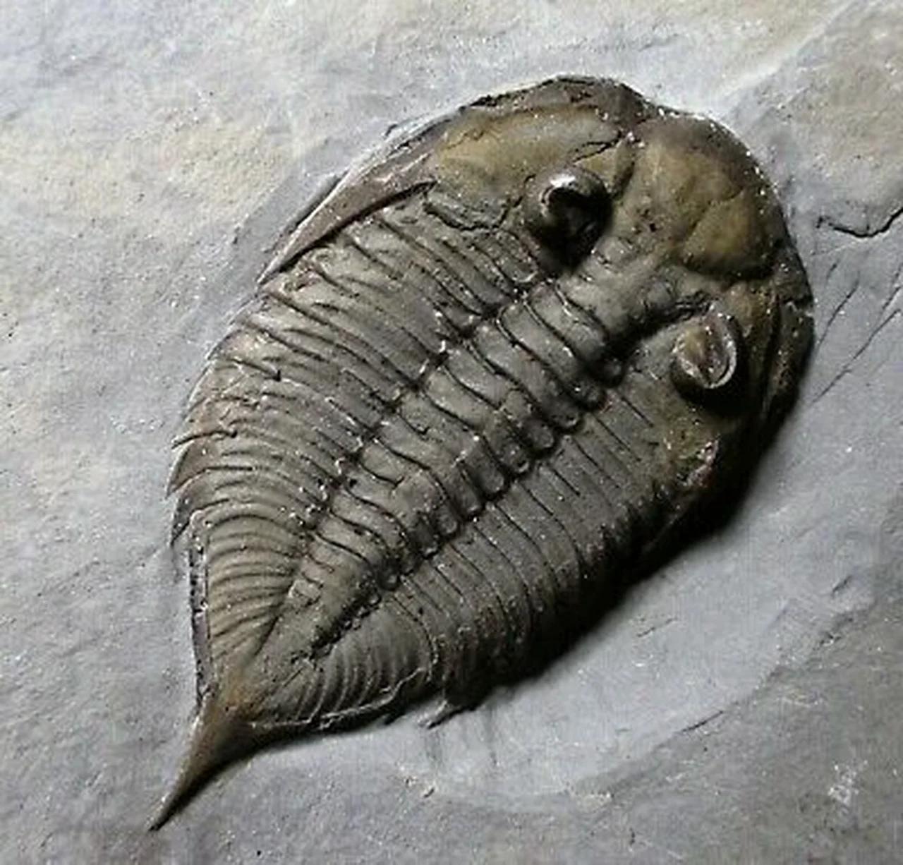 A Tour of Some of My Favorite Fossil Speciments Part 2