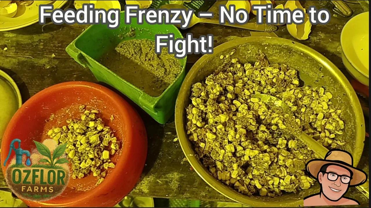 Gamecocks vs. Silkies – Intense Feeding Showdown Before Bed!