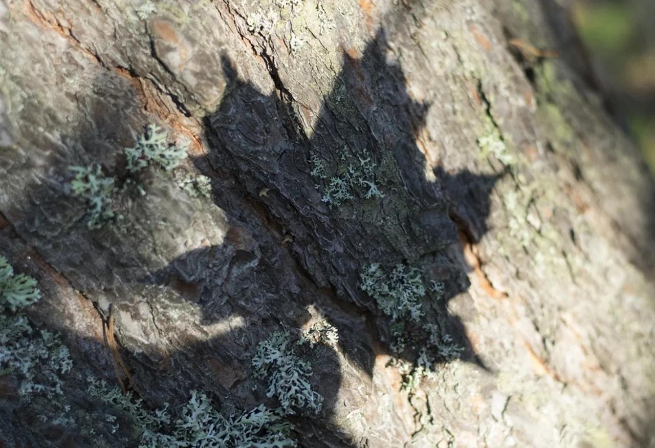 Forest of the Fallen ||| Drive By in Singleton NSW