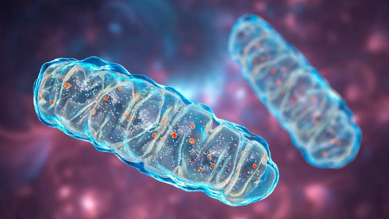 Fix Your Mitochondria with John Brisson On William Ramsey Investigates