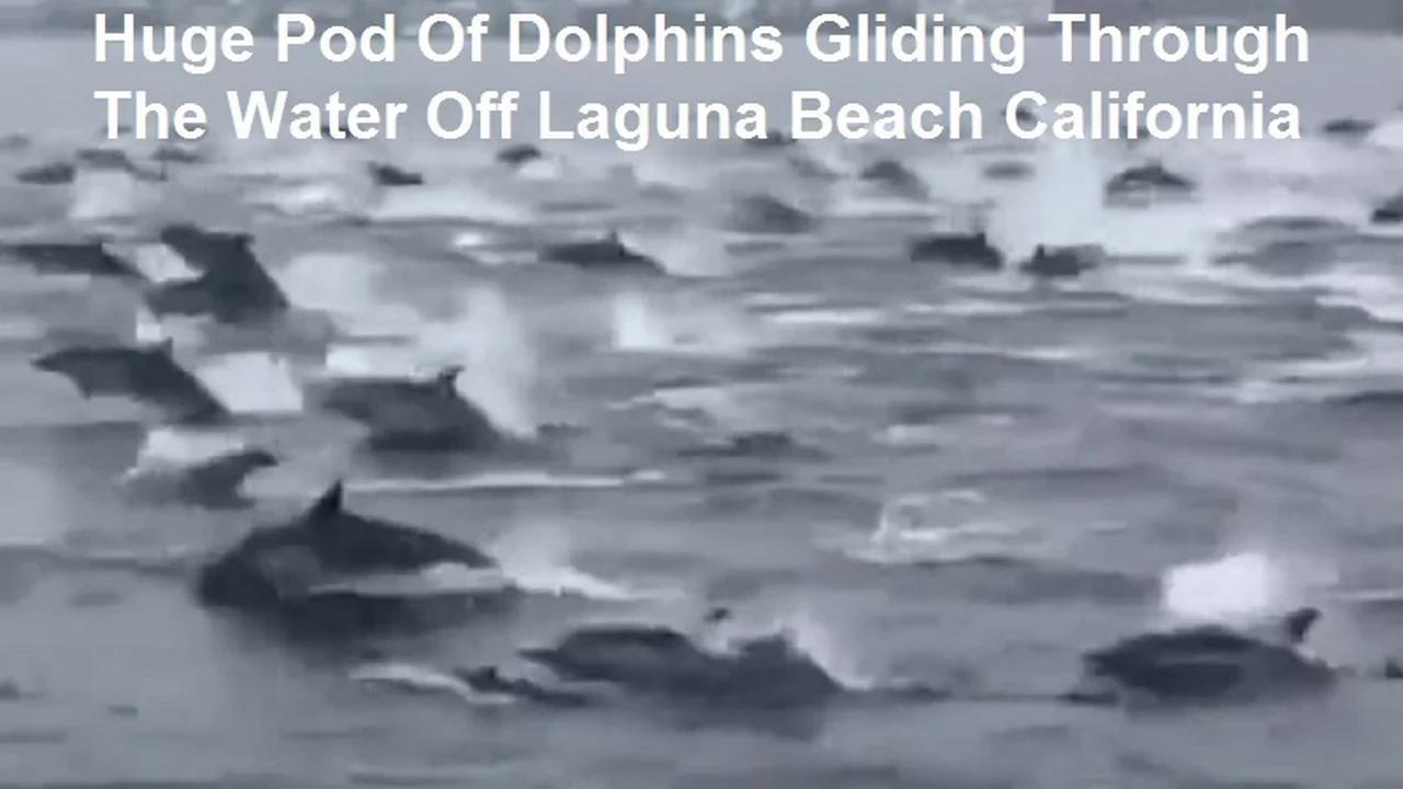 Huge Pod Of Dolphins Gliding Through The Water Off Laguna Beach California